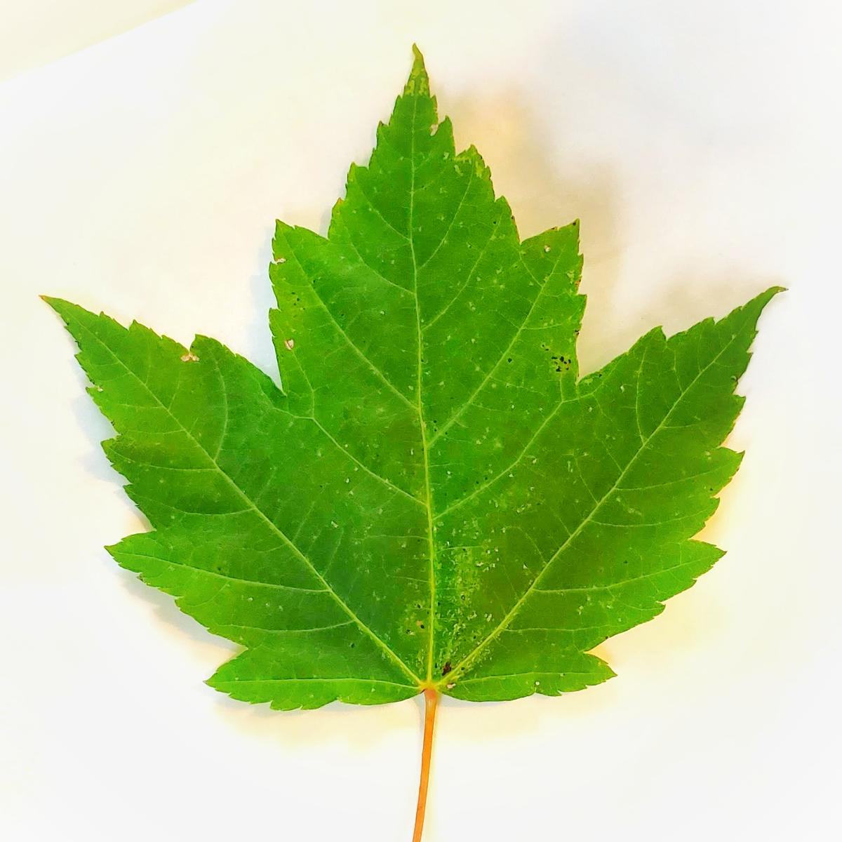 How to Tap Trees for Maple Syrup – HowToMakeMapleSyrup.ORG