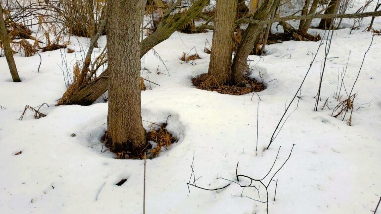 How to Tap Trees for Maple Syrup – HowToMakeMapleSyrup.ORG