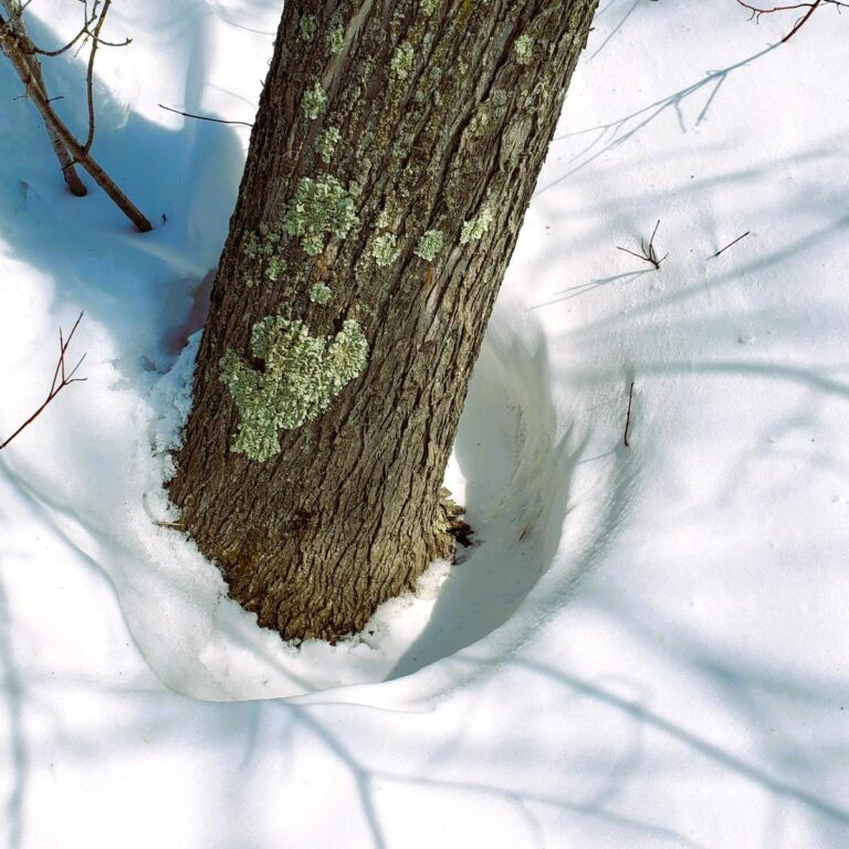 How to Tap Trees for Maple Syrup – HowToMakeMapleSyrup.ORG
