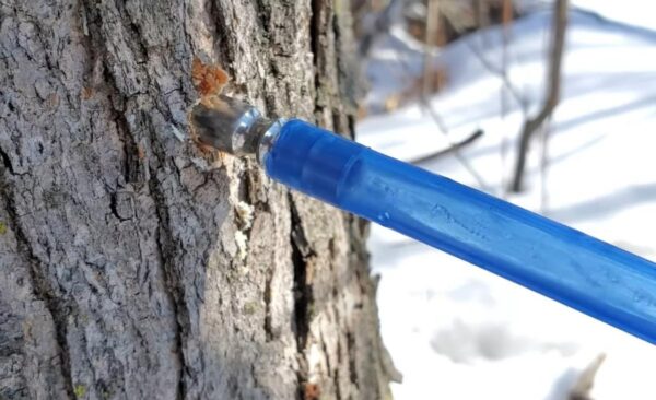 How to Tap Trees for Maple Syrup – HowToMakeMapleSyrup.ORG