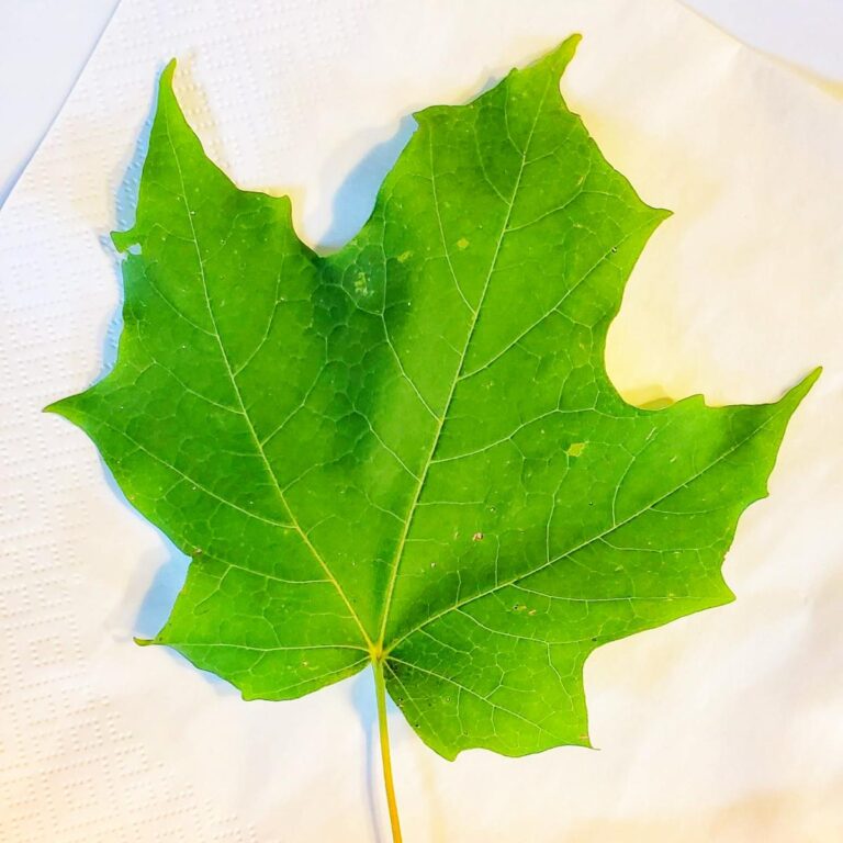 How to Tap Trees for Maple Syrup – HowToMakeMapleSyrup.ORG