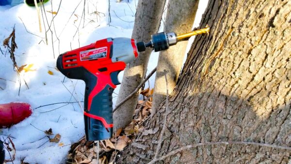 How to Tap Trees for Maple Syrup – HowToMakeMapleSyrup.ORG