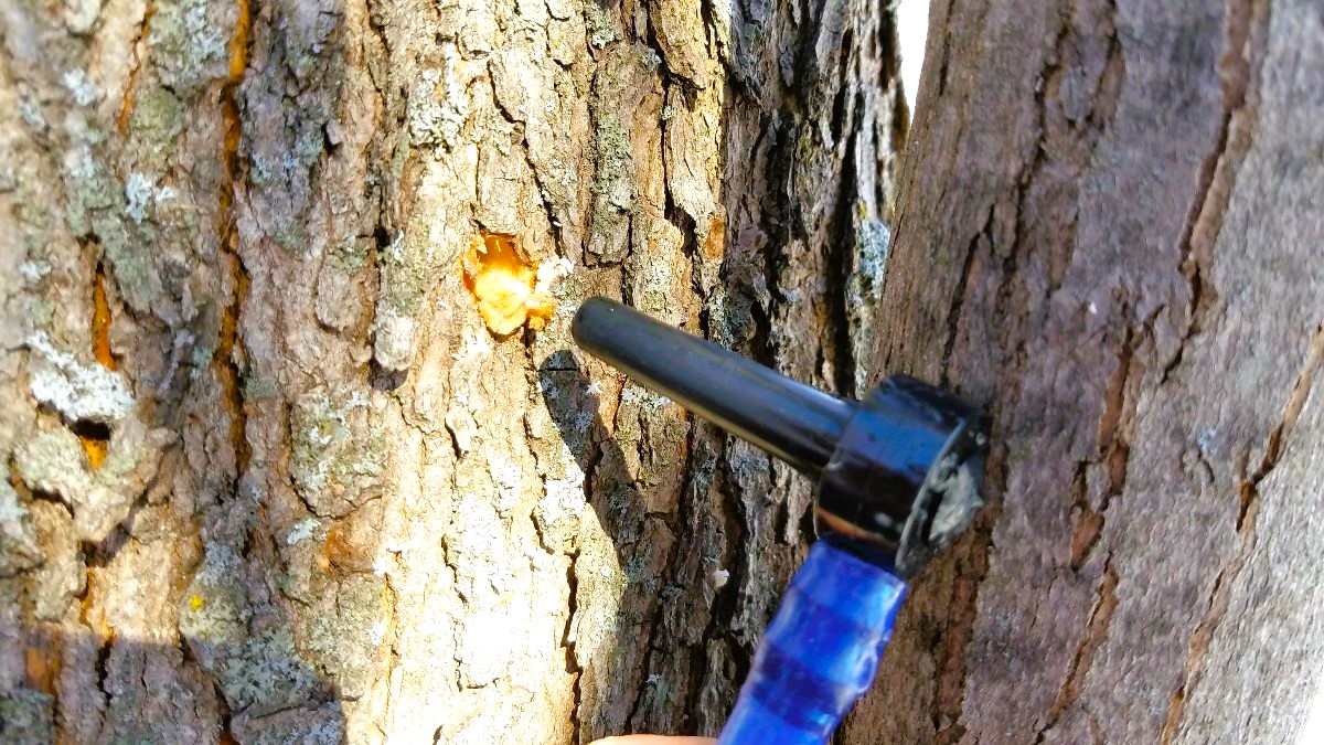 How to Tap Trees for Maple Syrup – HowToMakeMapleSyrup.ORG
