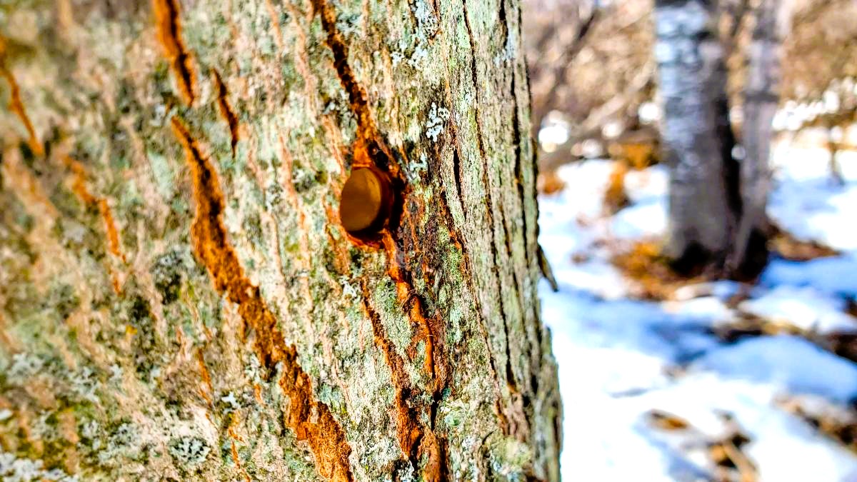 How to Tap Trees for Maple Syrup – HowToMakeMapleSyrup.ORG